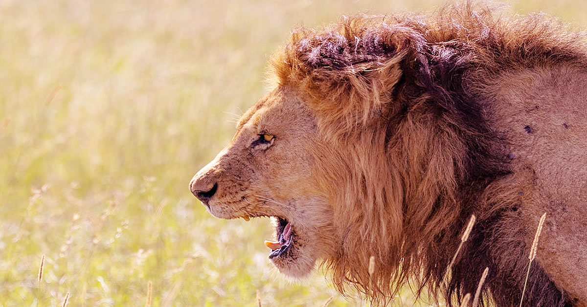 What does 1 Peter 5:8 mean, that the devil prowls like a roaring lion ...